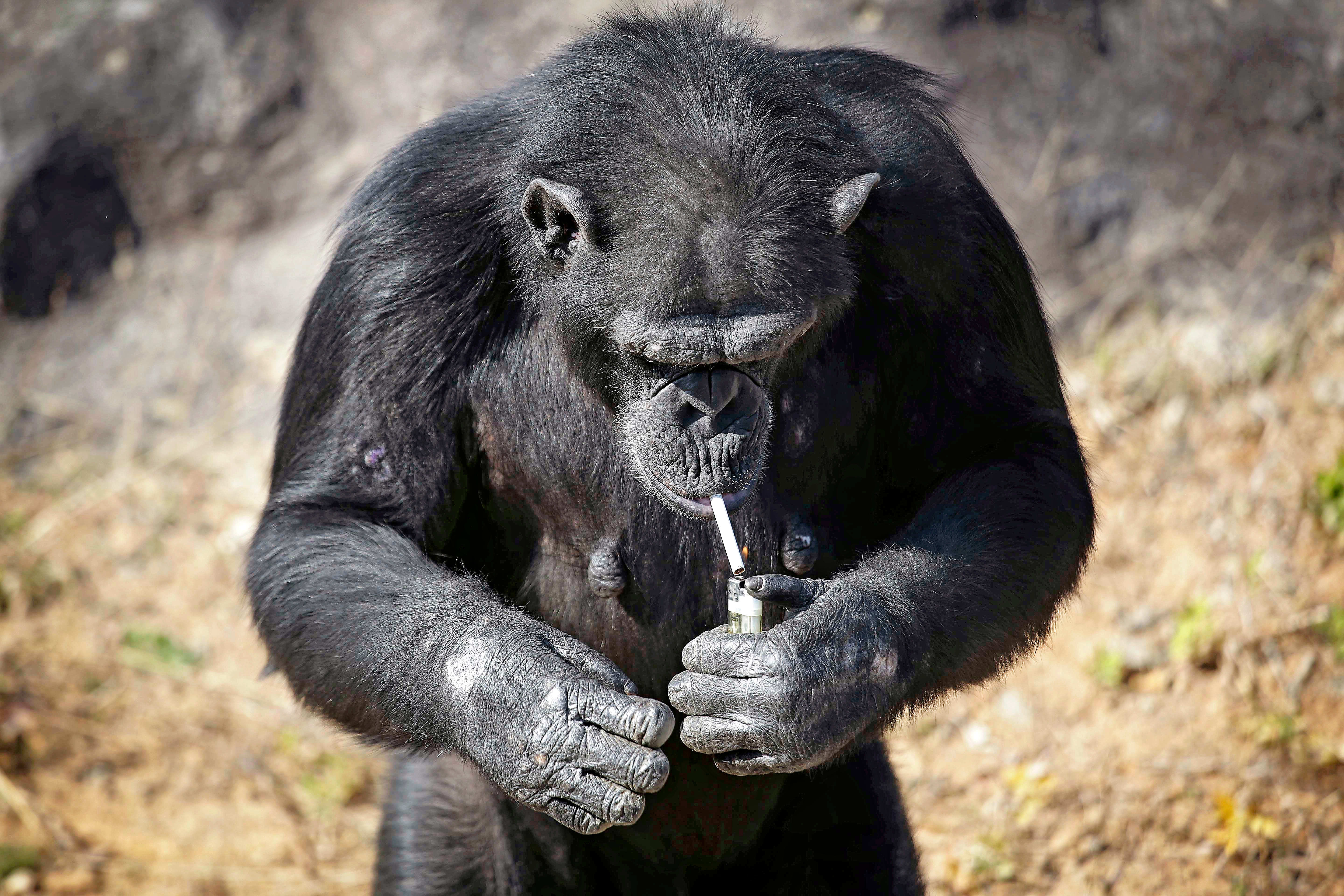 Innsikt | Aftenposten