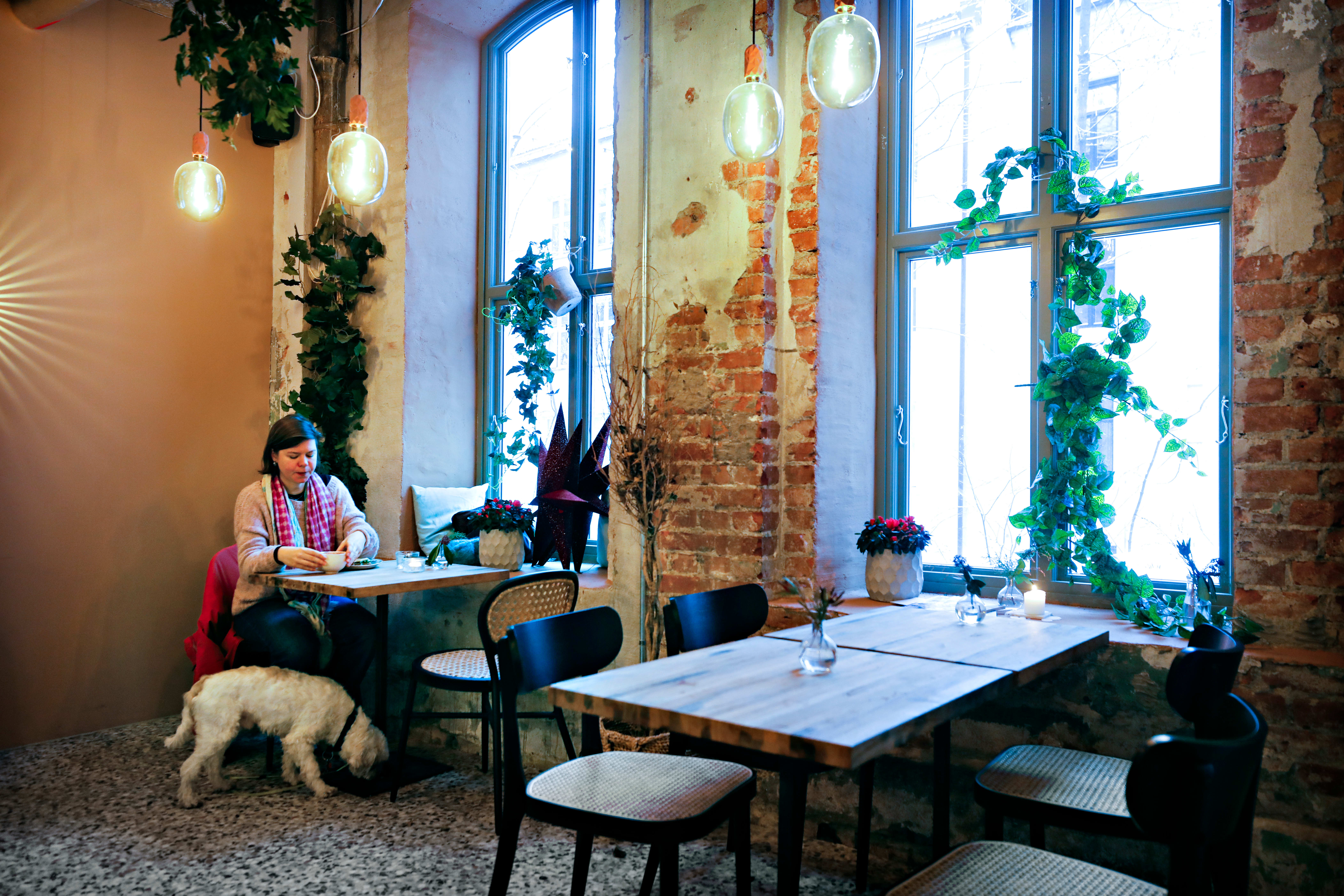 Barer, kafeer og restauranter i Oslo der hunden din kan være med inn